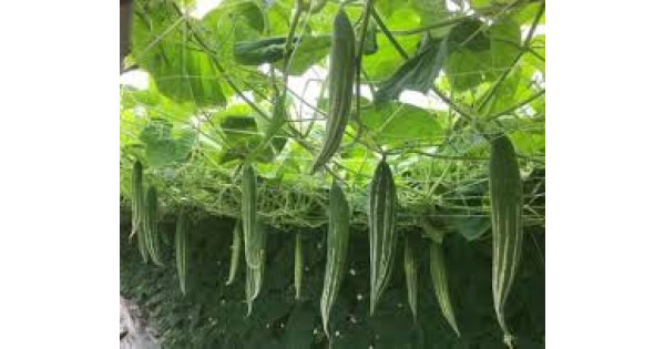 Hạt Giống Quả Lặc Lày (Lặc lè) Gói 2g